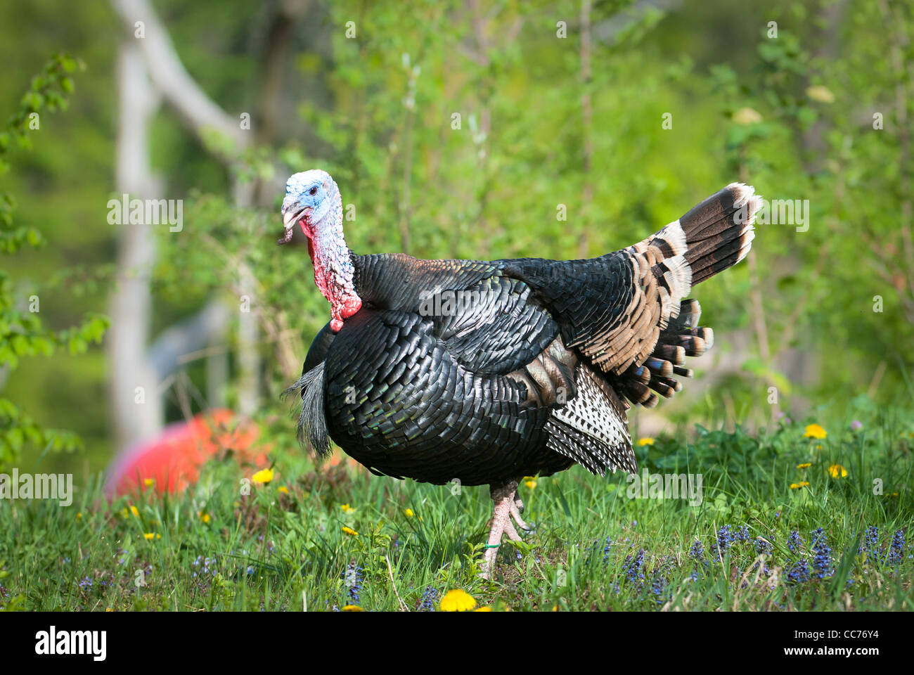 Turkey Wattle High Resolution Stock Photography and Images - Alamy