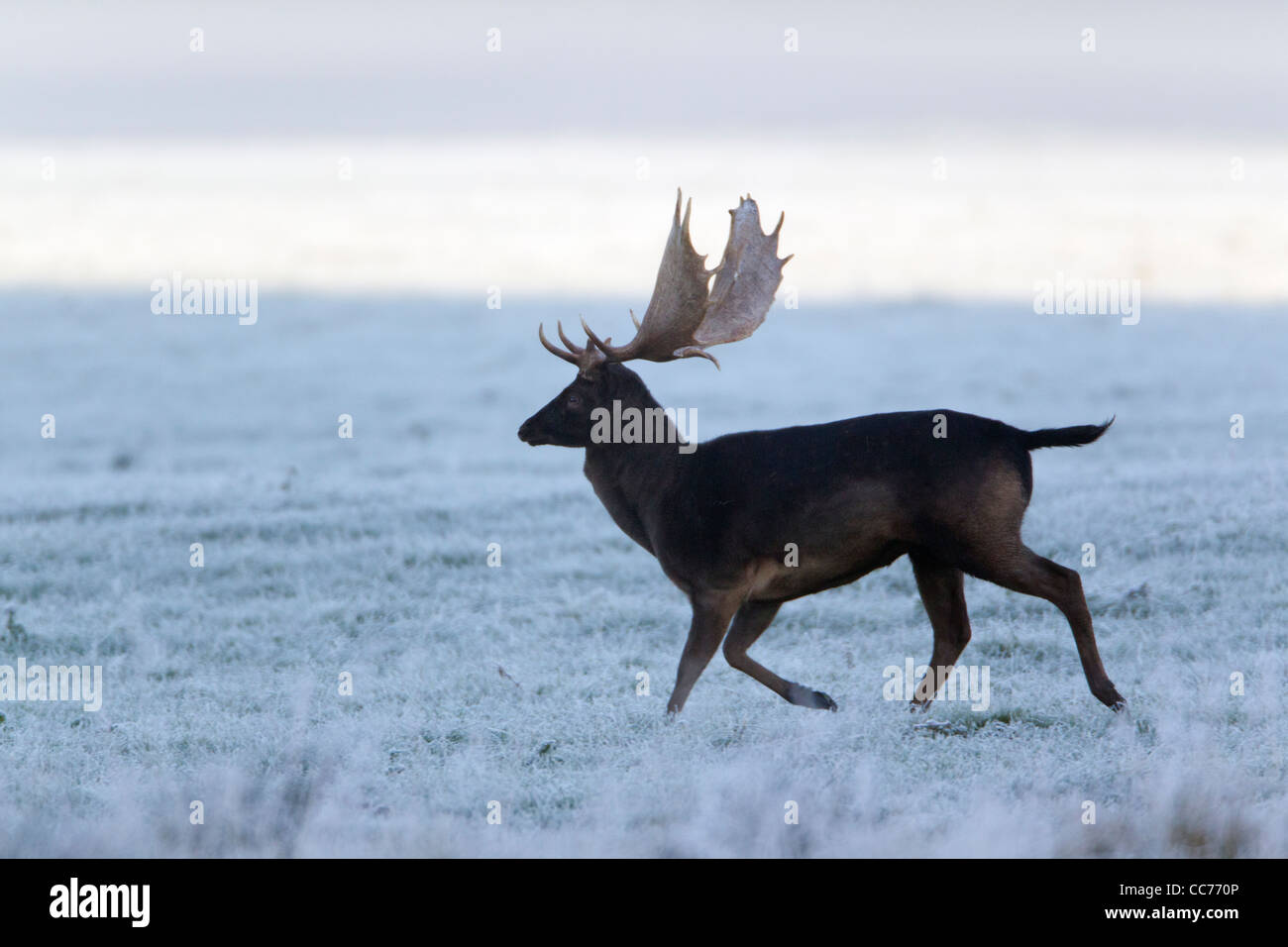 Black fallow deer hi-res stock photography and images - Alamy