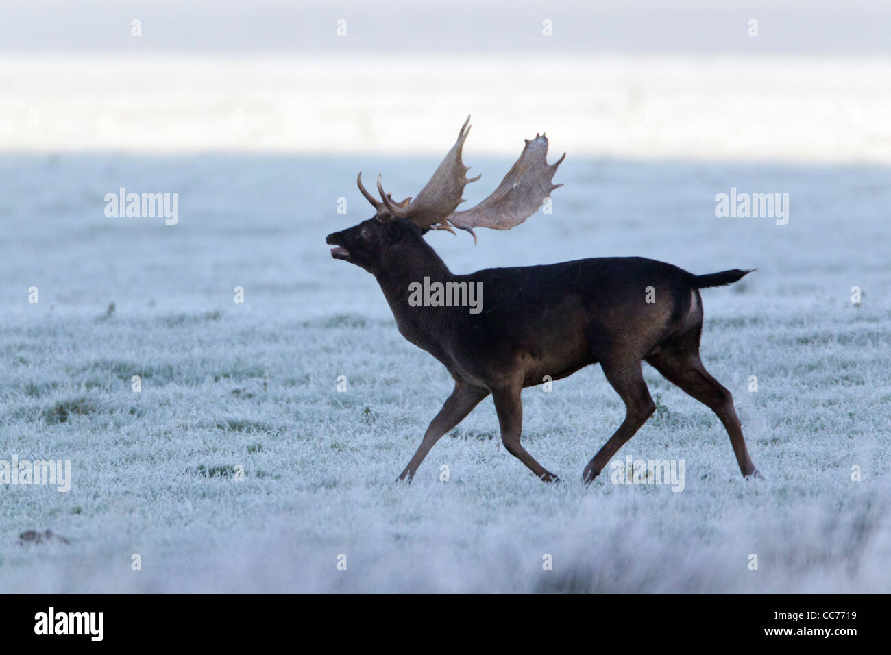Fallow Deer (Dama dama), Black Buck Roaring, during the Rut, Royal Deer ...