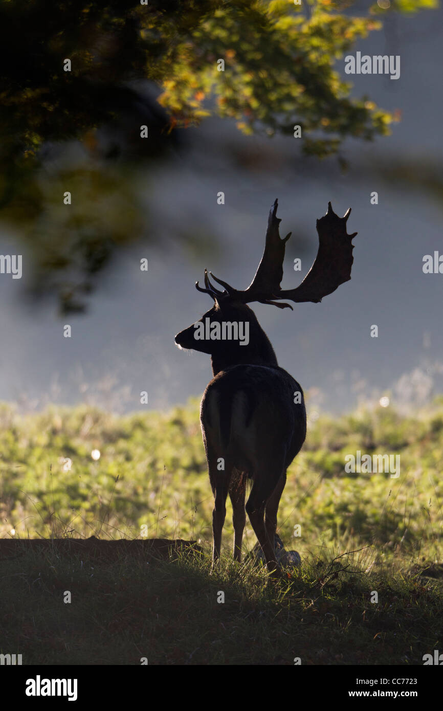 Fallow Deer (Dama dama), Black Buck Running, during the Rut, Royal Deer ...