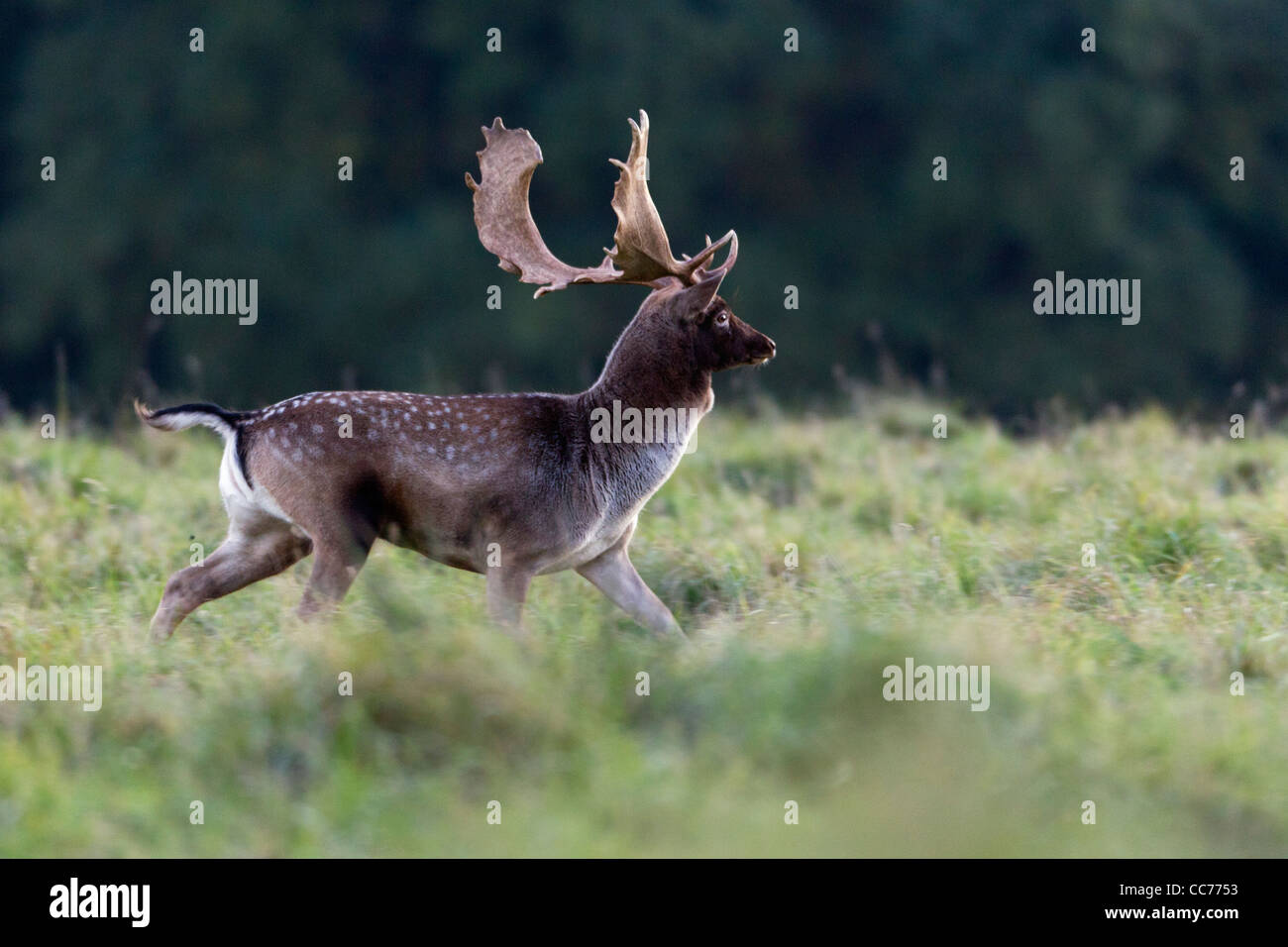 Fallow Deer (Dama dama), Buck Running, during the Rut, Royal Deer Park ...