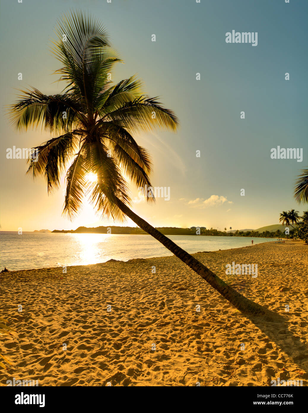 Palm Tree on the beach Stock Photo - Alamy