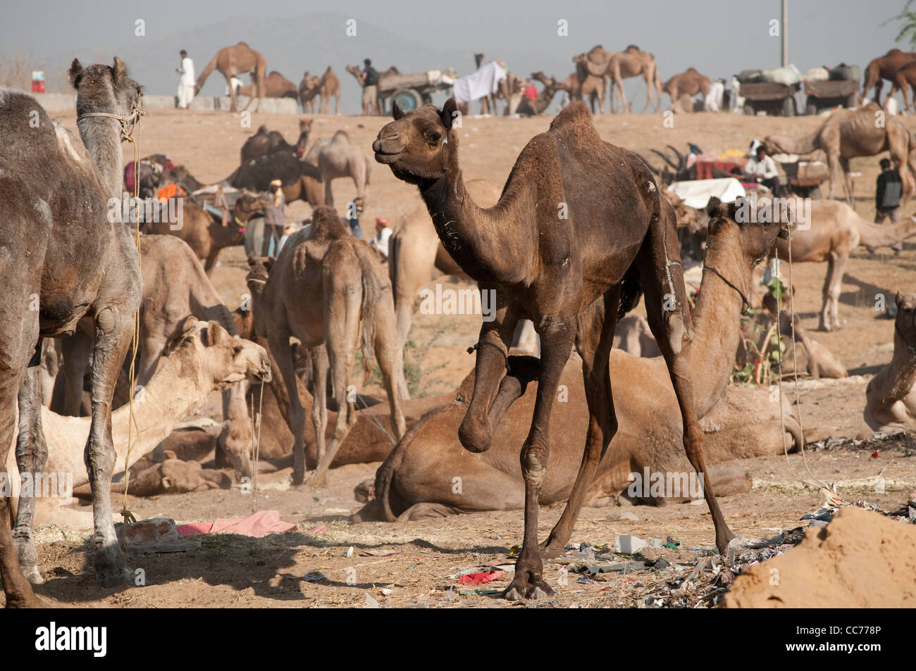 Camel leg legs hi-res stock photography and images - Alamy