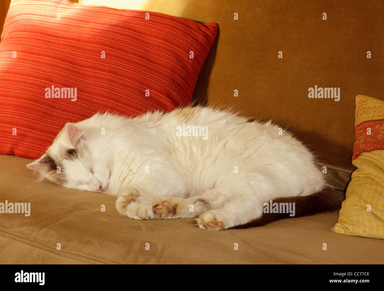cat, Prince Bella at his best napping Stock Photo - Alamy