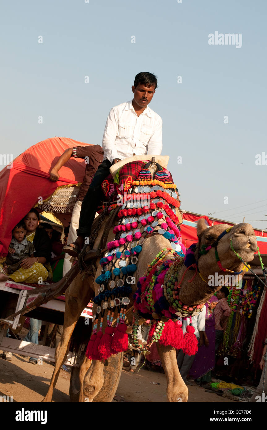 Camel drawn carriage with people in it, Camel Fair, Pushkar, Rajasthan ...