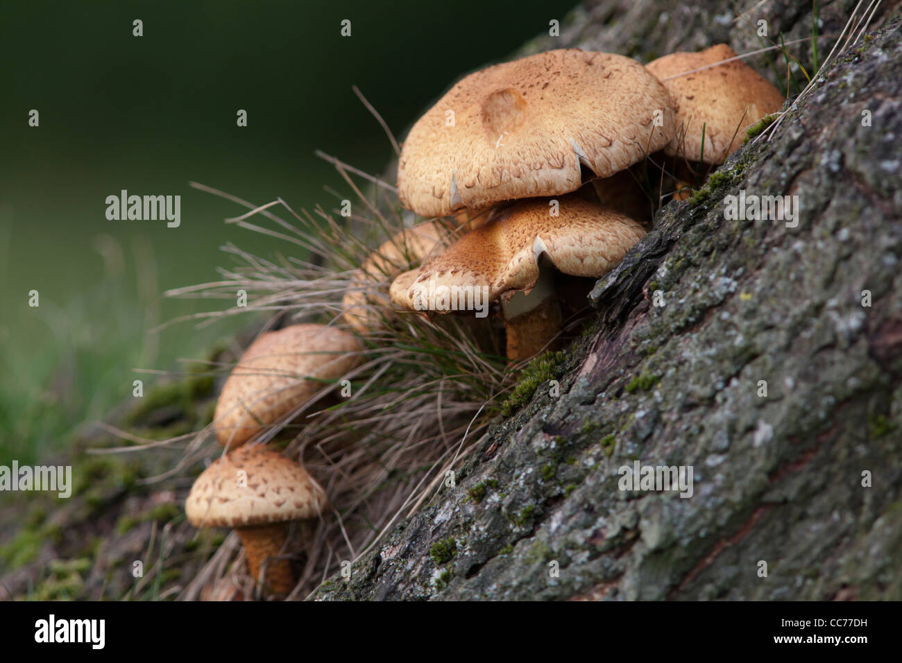 Armillaria sp hi-res stock photography and images - Alamy
