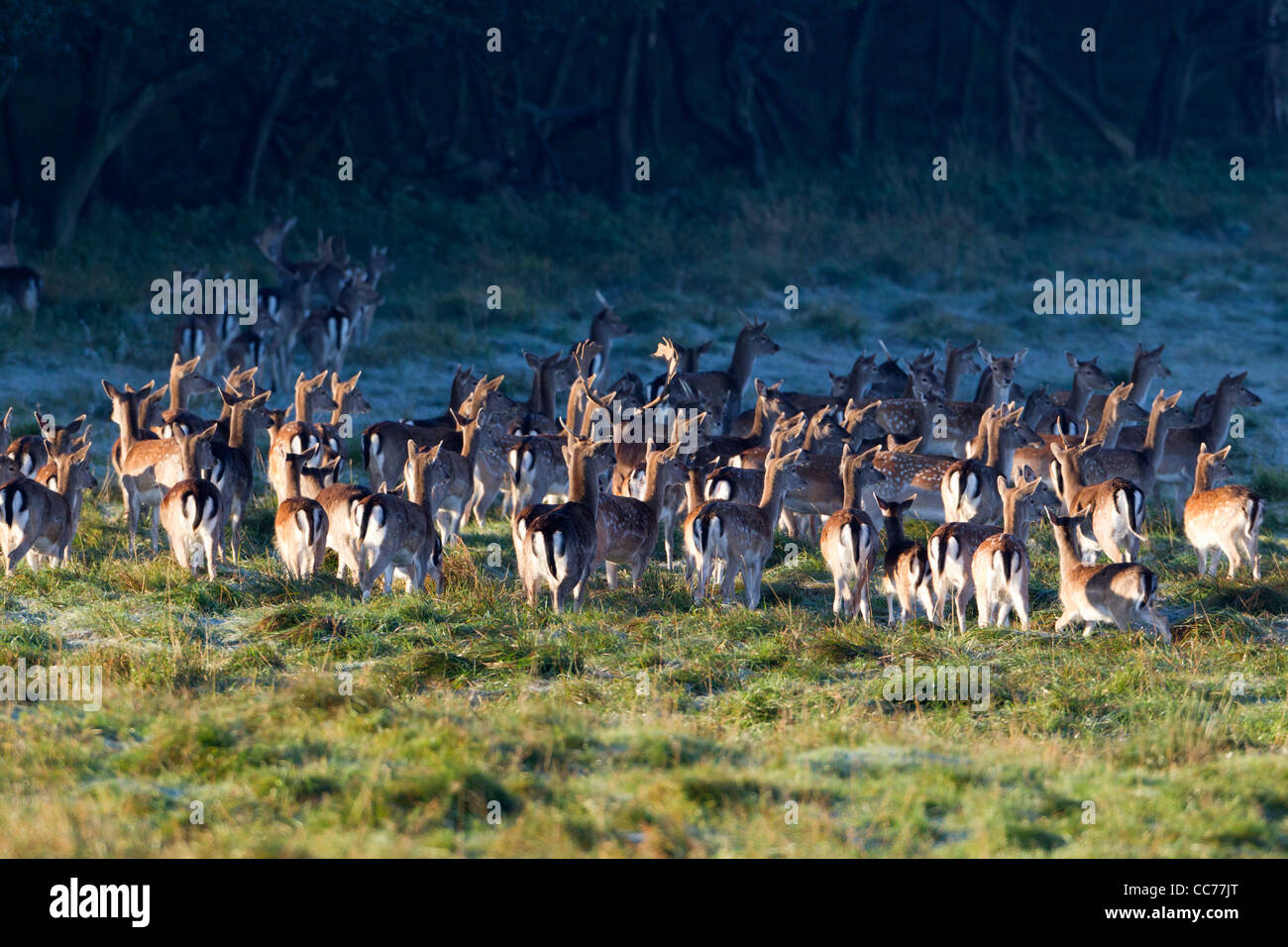Mammals of denmark hi-res stock photography and images - Alamy