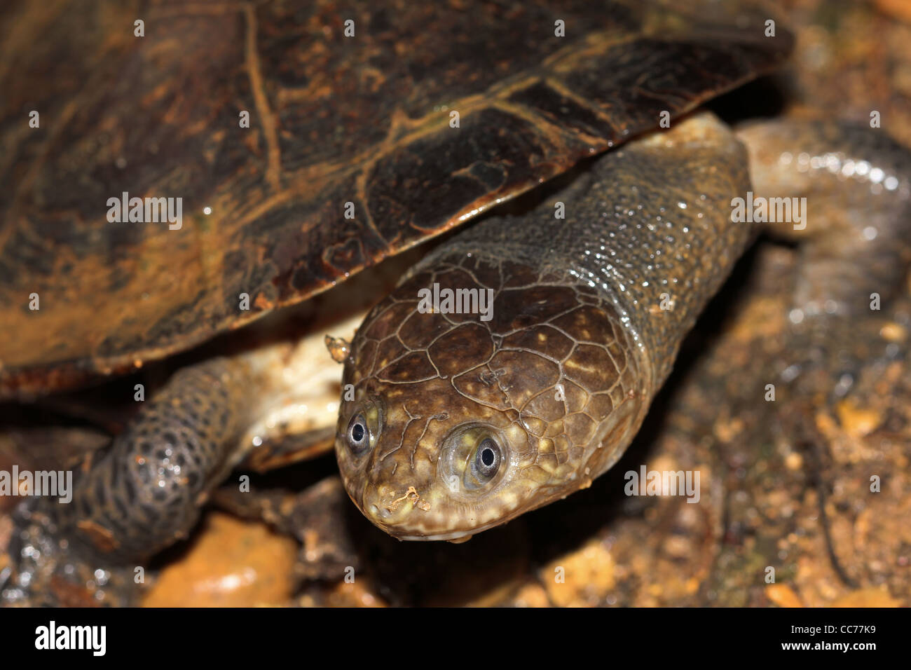 A Gibba Turtle (Phrynops gibbus) in the Peruvian Amazon Stock Photo - Alamy
