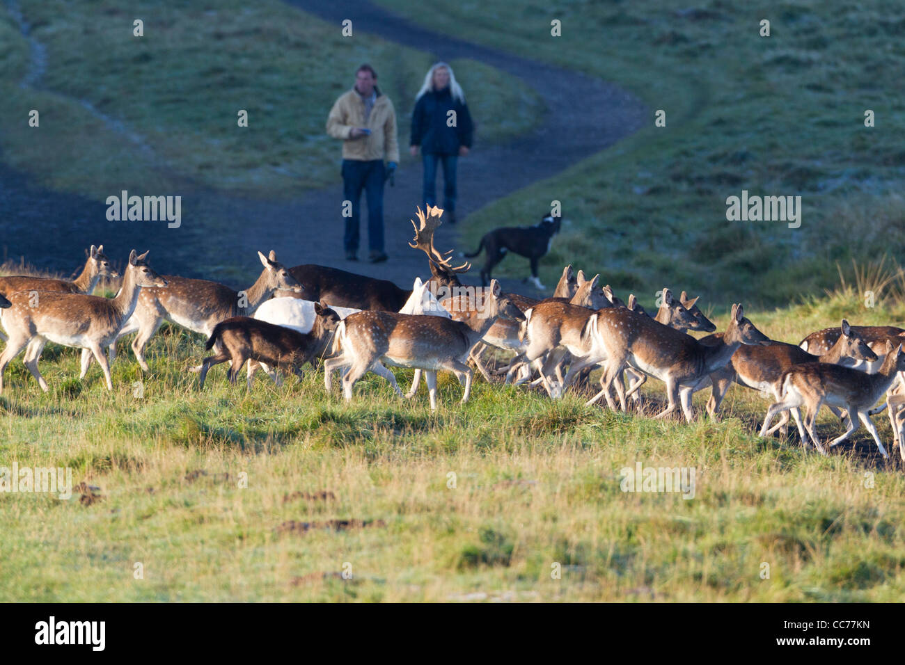 Deer herd running hi-res stock photography and images - Alamy