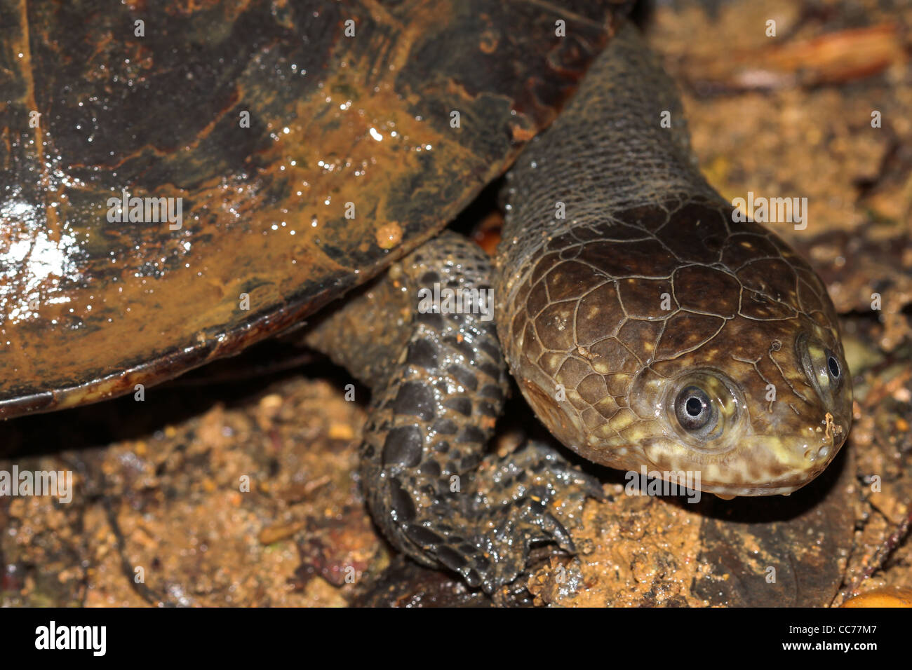 A Gibba Turtle (Phrynops gibbus) in the Peruvian Amazon Stock Photo - Alamy