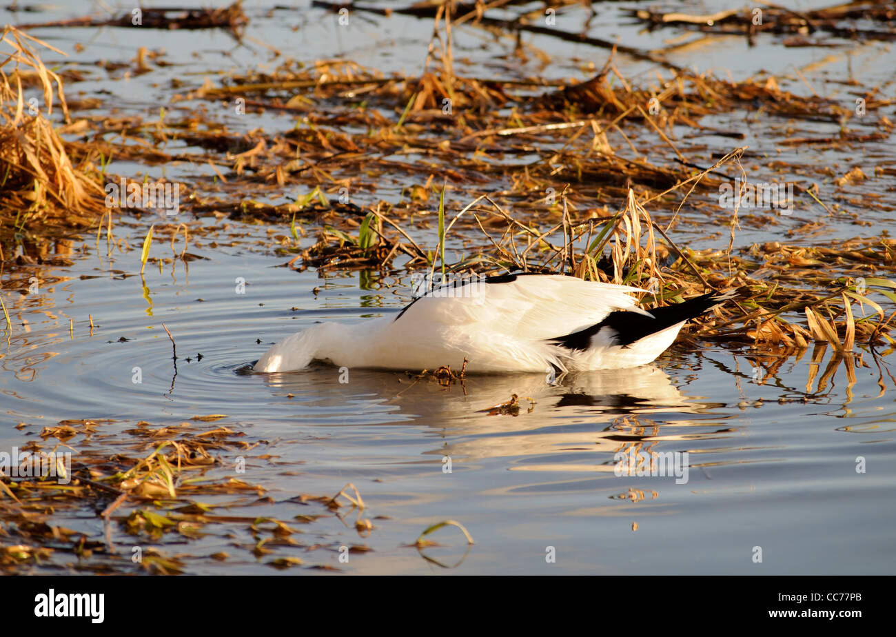Bird eating duck hi-res stock photography and images - Alamy