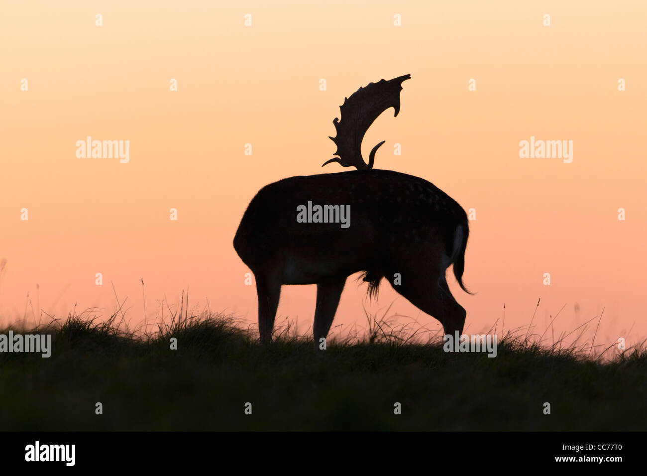 Fallow Deer (Dama dama), Buck silhouette on horizon at dusk, Royal Deer ...
