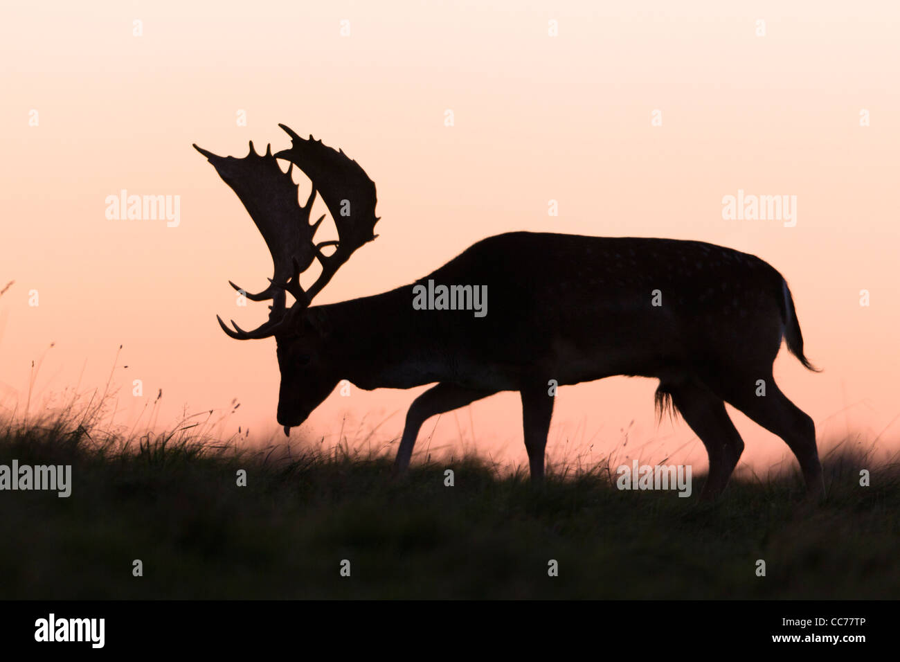 Fallow Deer (Dama dama), Buck silhouette on horizon at dusk, Royal Deer ...