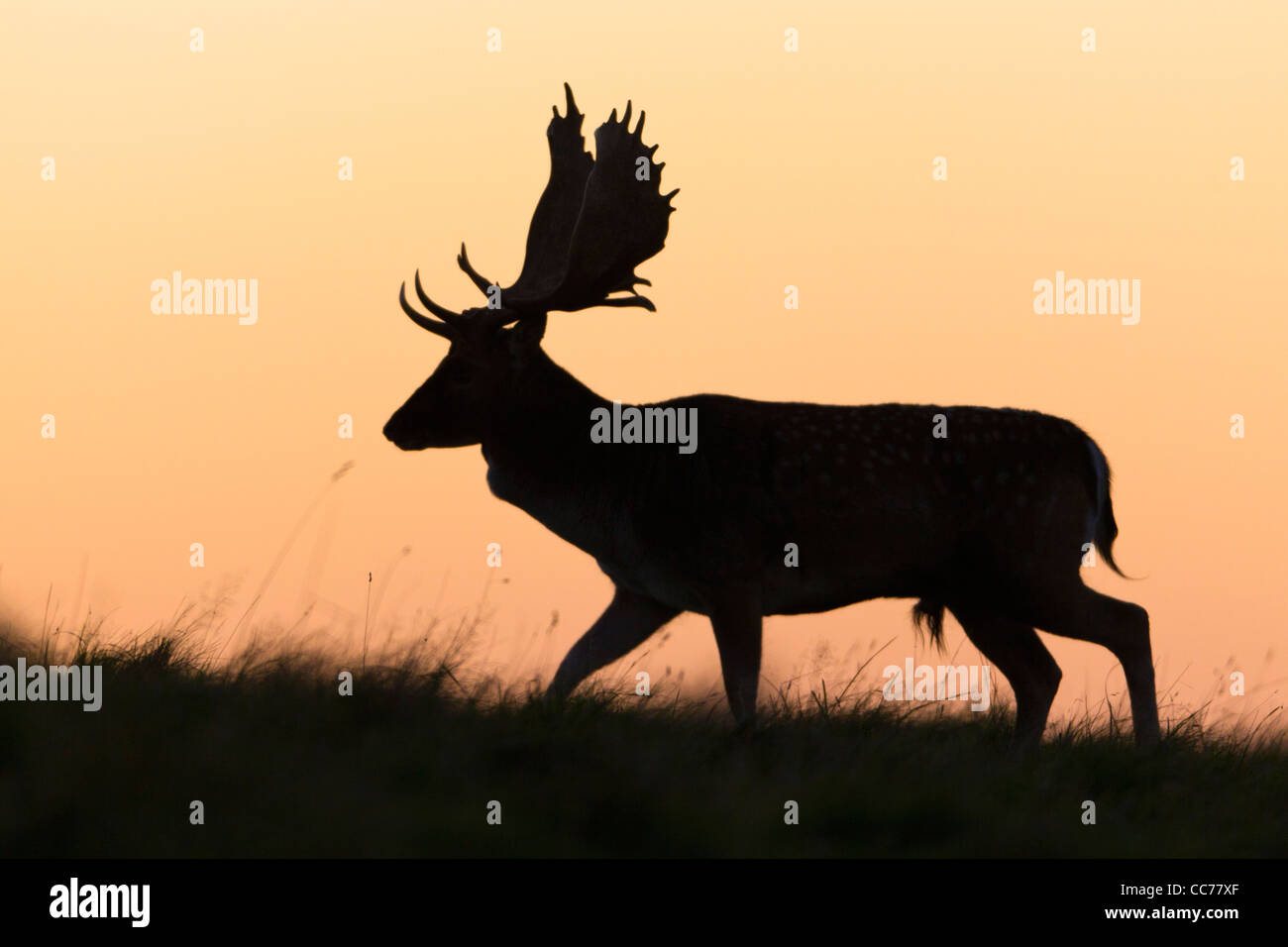 Fallow deer silhouette hi-res stock photography and images - Alamy