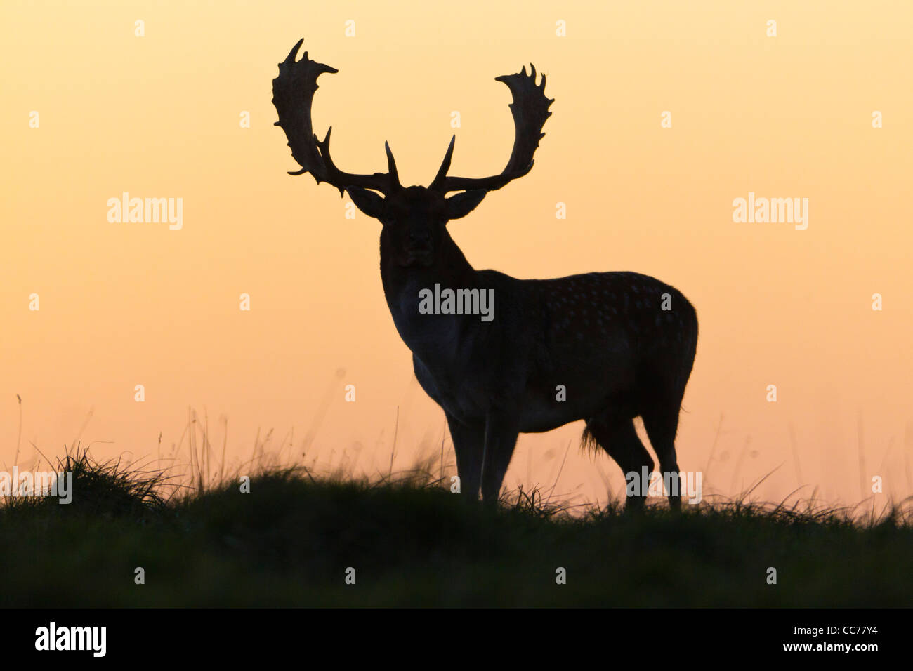 Fallow Deer (Dama dama), Buck silhouette on horizon at dusk, Royal Deer ...