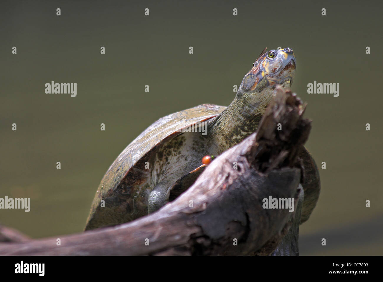 River turtle hi-res stock photography and images - Alamy