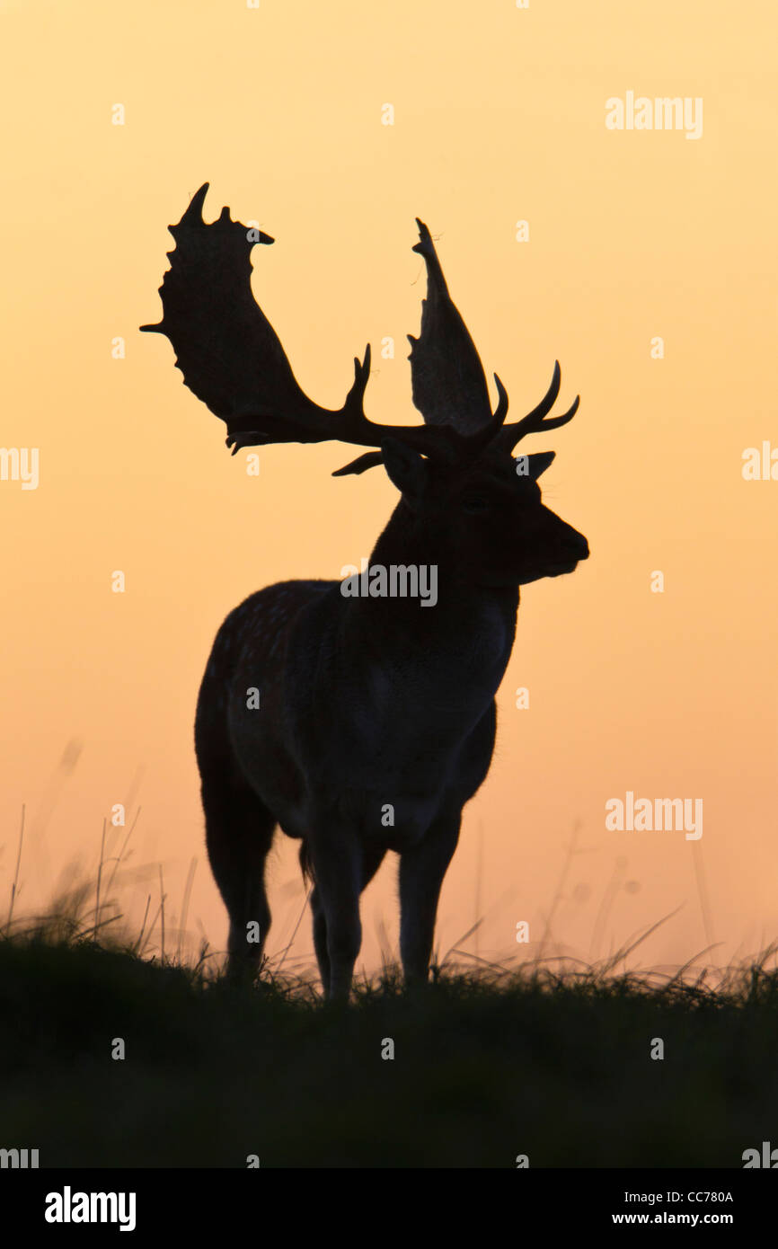Fallow Deer (Dama dama), Buck silhouette on horizon at dusk, Royal Deer ...