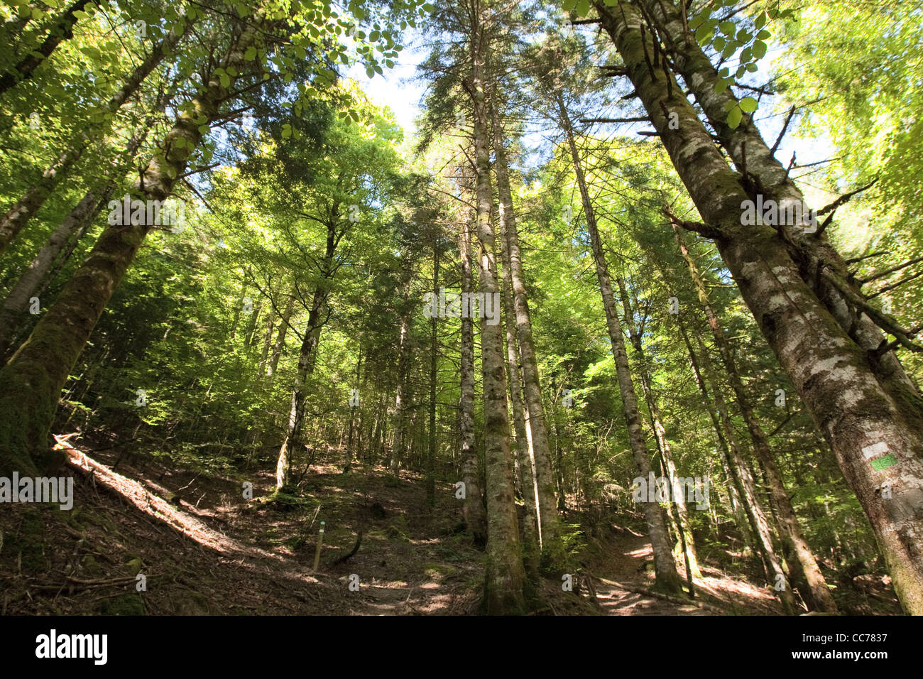 Western pyrenees hi-res stock photography and images - Alamy