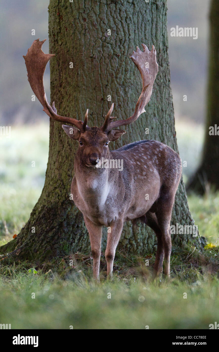 Fallow Deer (Dama dama), Buck Standing in Wood, Royal Deer Park ...