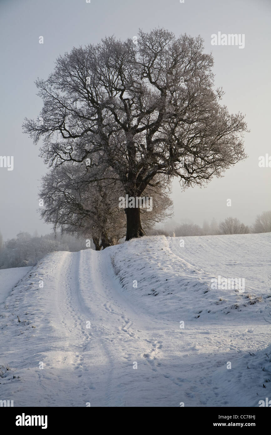 Vertical winter landscape of trees and snow Stock Photo - Alamy