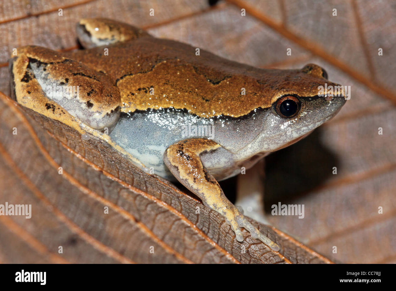 A cute Sheep Frog (Hamptophryne boliviana) in the Peruvian Amazon Stock ...
