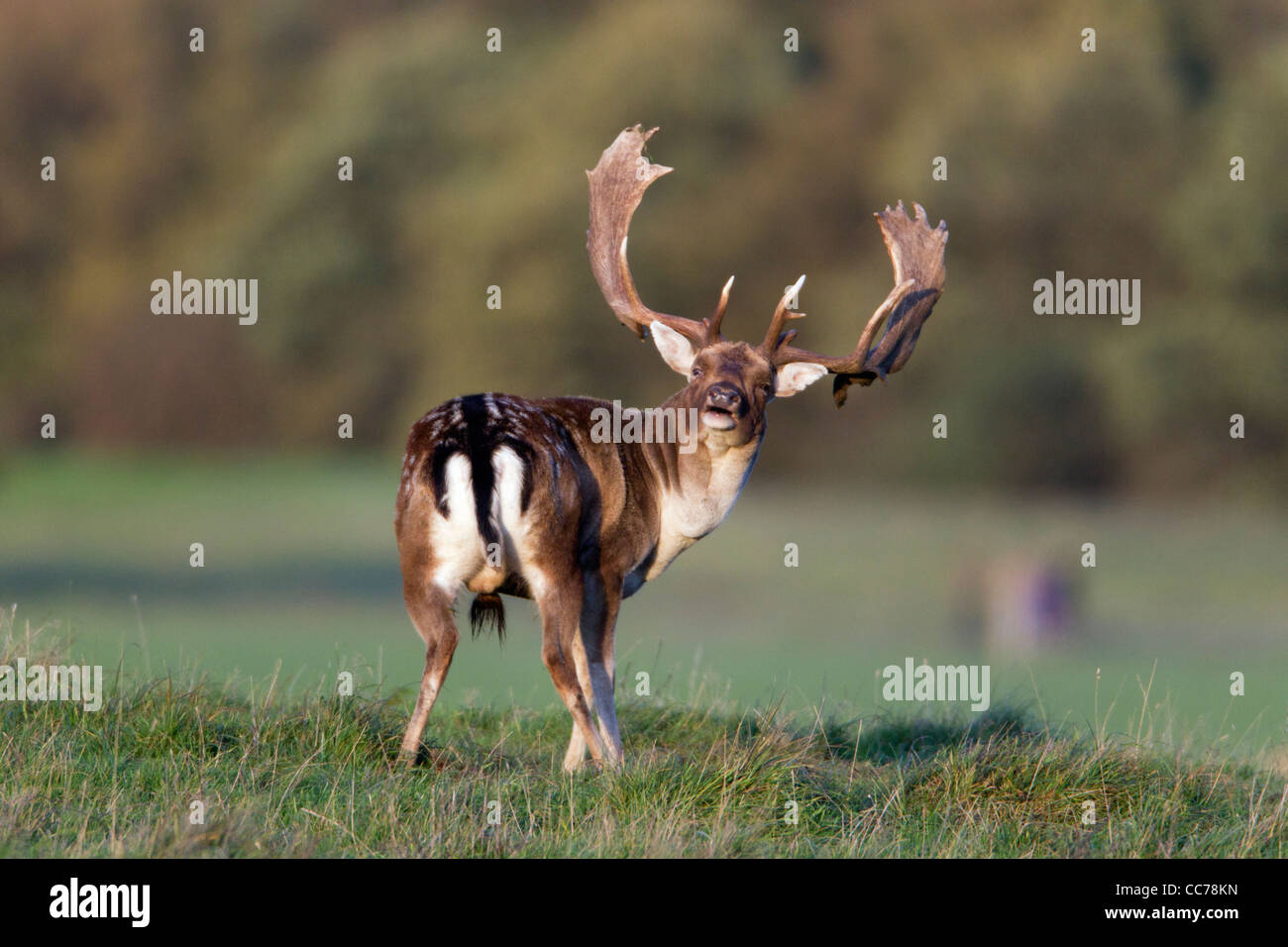 Fallow Deer (Dama dama), Buck Roaring during the Rut, Royal Deer Park ...