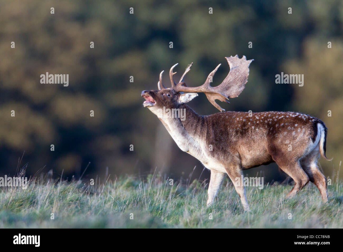 Fallow Deer (Dama dama), Buck Roaring during Rut, Royal Deer Park ...