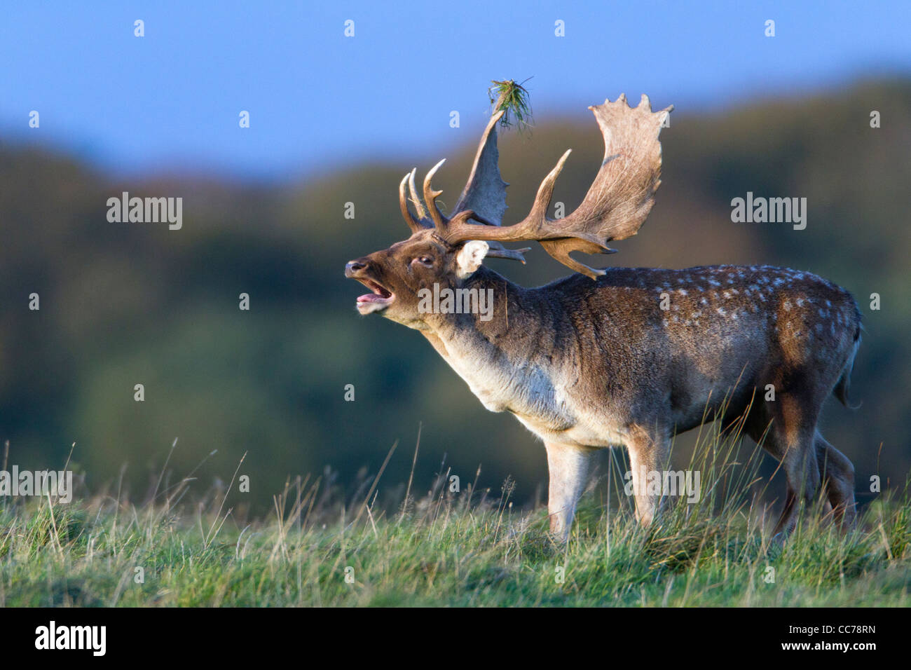 Fallow Deer (Dama dama), Buck Roaring during the Rut, Royal Deer Park ...