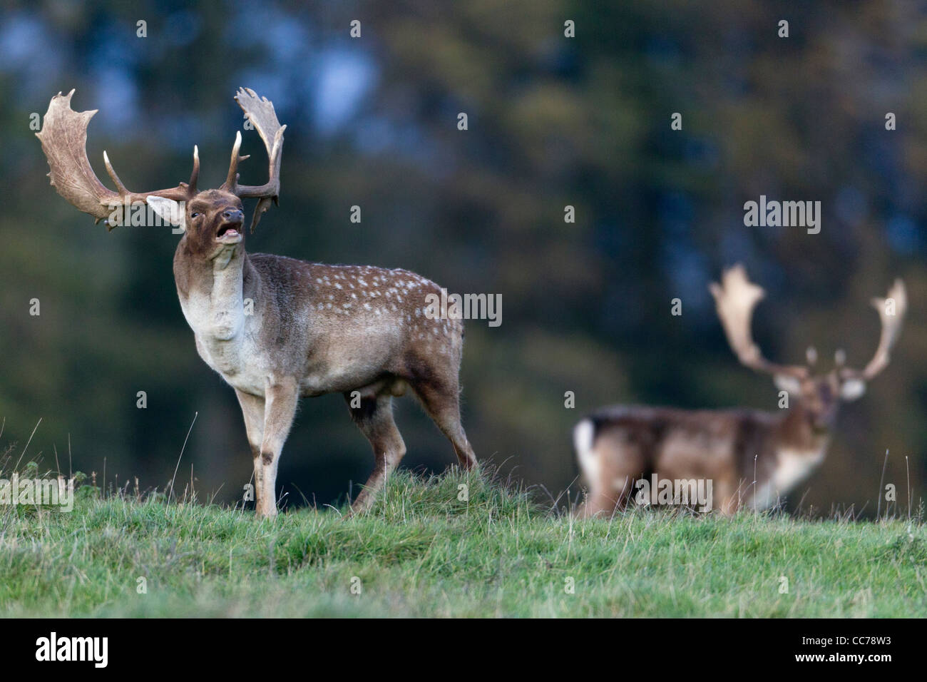 Fallow Deer (Dama dama), Buck Roaring during the Rut, Royal Deer Park ...