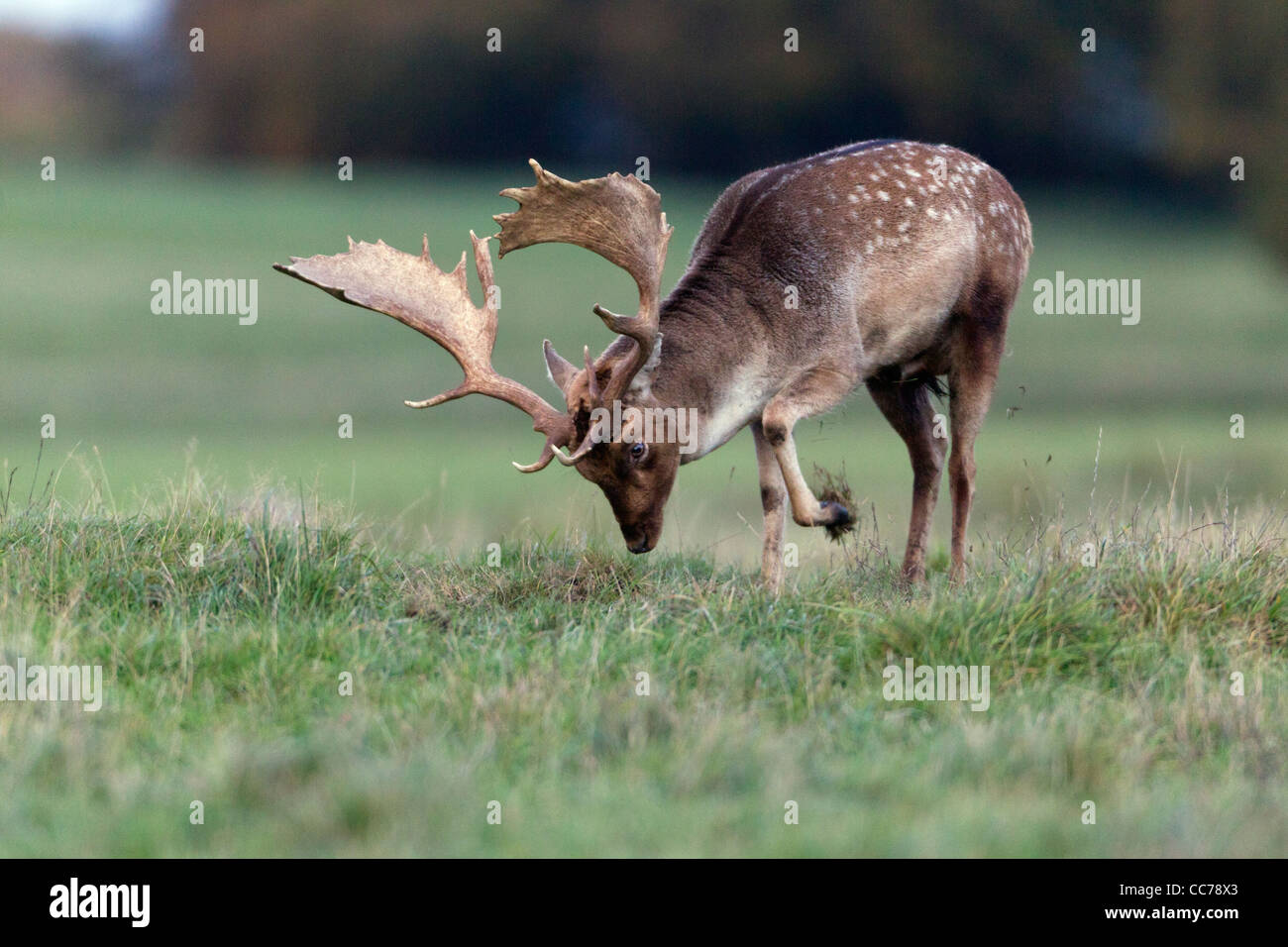 Rutting ground hi-res stock photography and images - Alamy