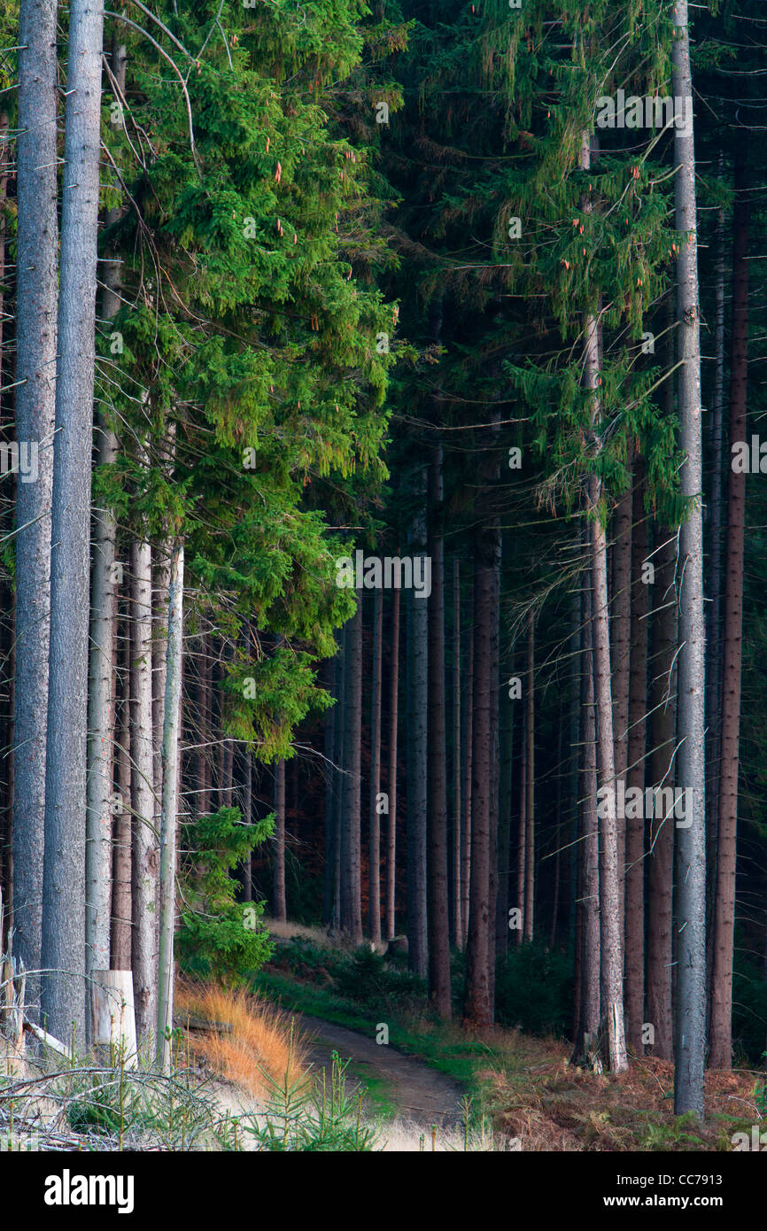 Norway Spruce (Picea abies), Trees in Monoculture Forestry, Lower ...