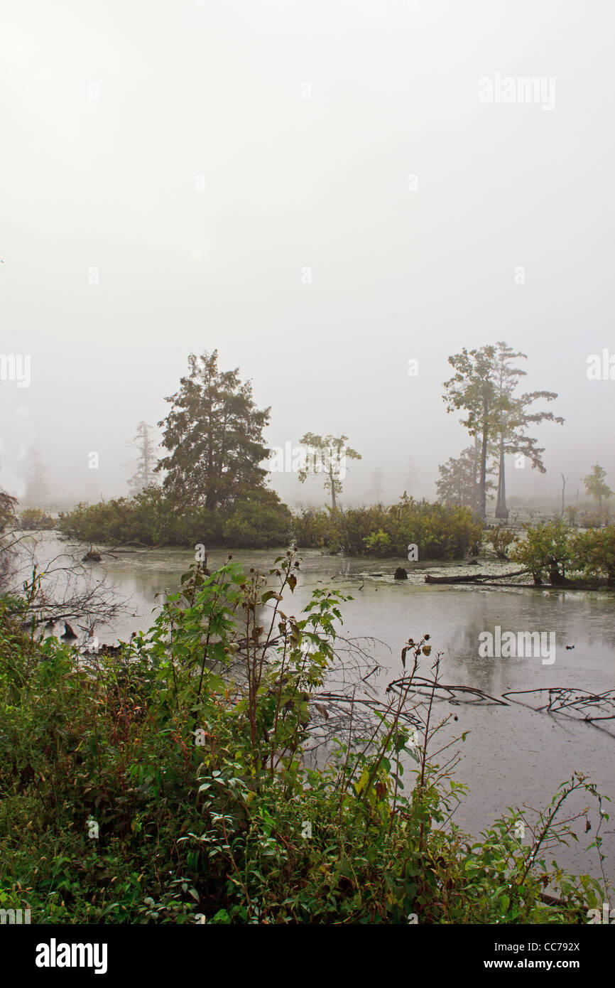Mingo swamp hi-res stock photography and images - Alamy