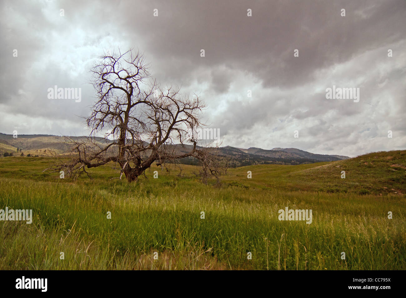 Lone tree in a mountain meadow Stock Photo - Alamy