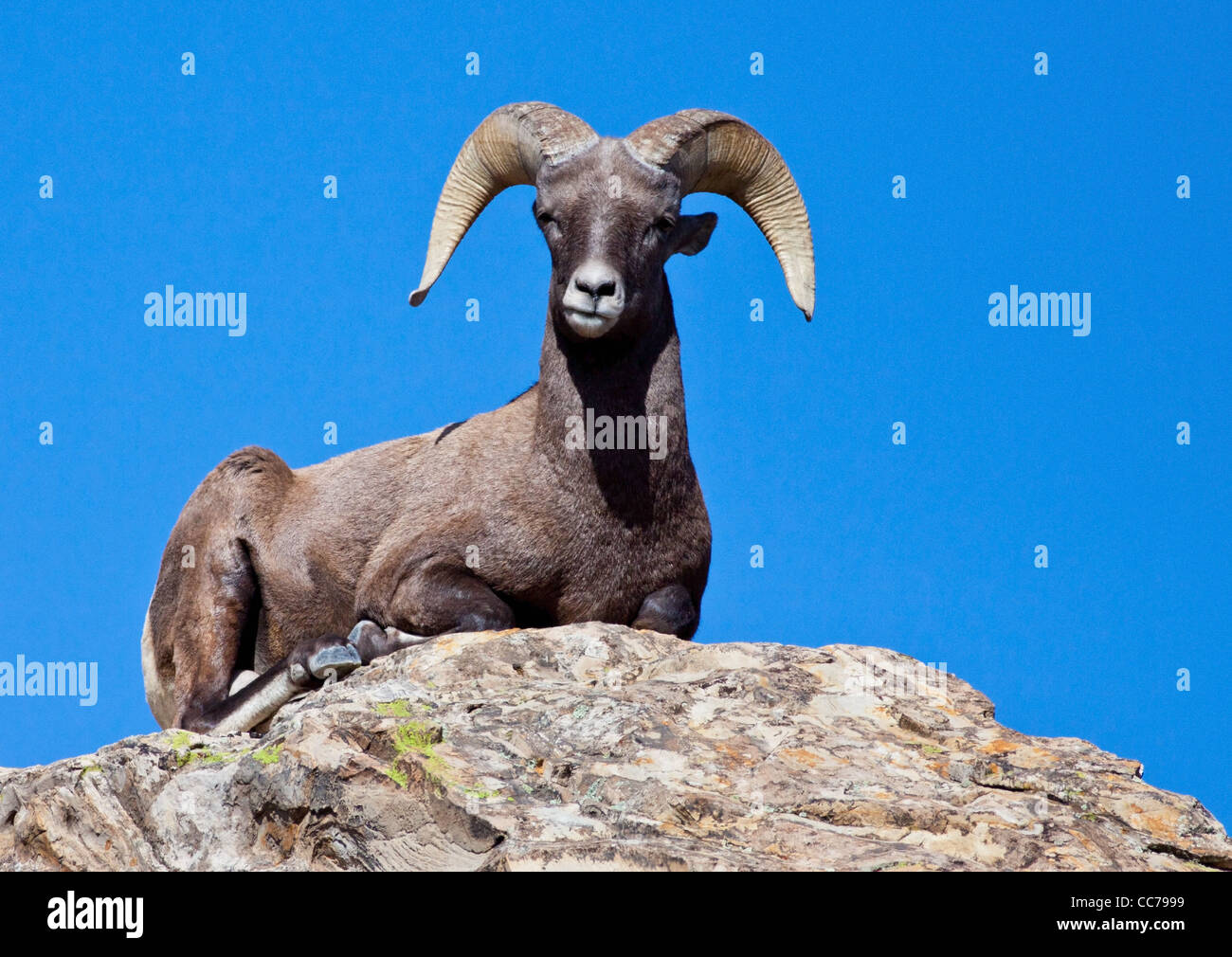 Rocky Mountain Big Horn sheep Stock Photo - Alamy