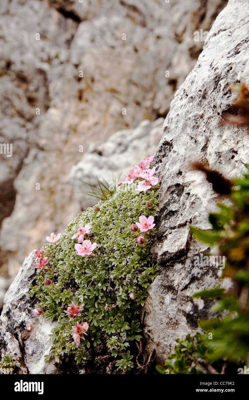Names Of Flowers That Grow On Rocks What's Blooming In The Garden: