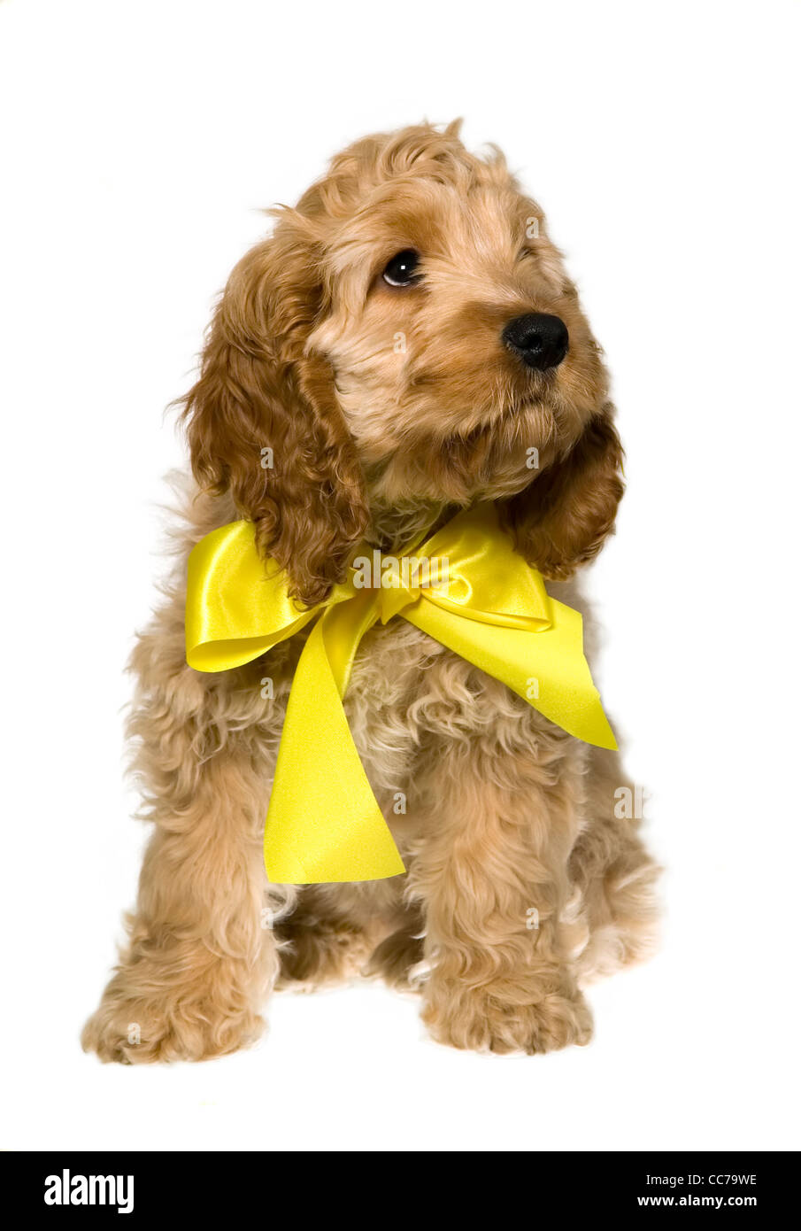 Dog with yellow ribbon is sitting and watching, white background Stock ...