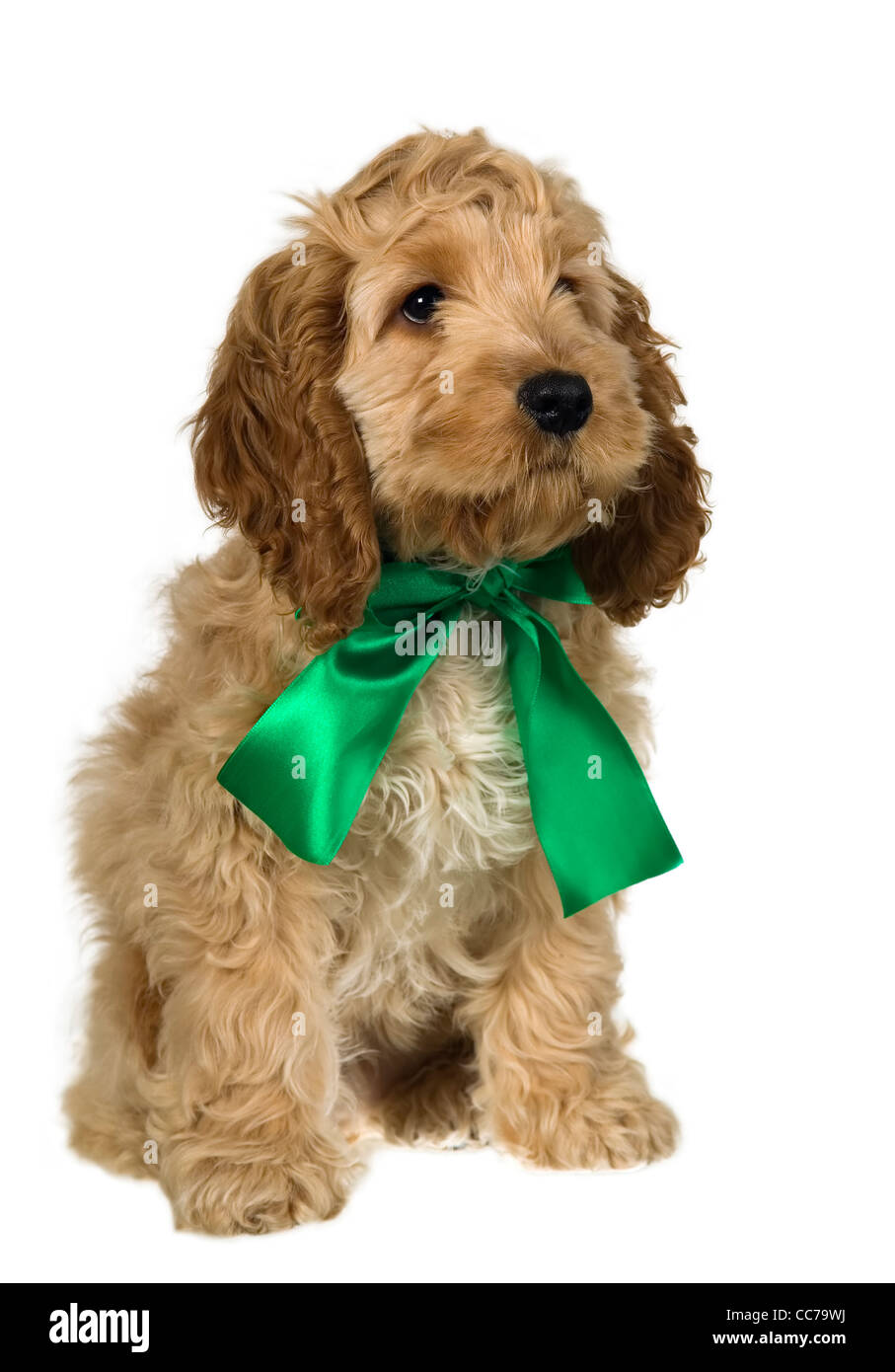 Dog with green ribbon is sitting and watching, white background Stock ...