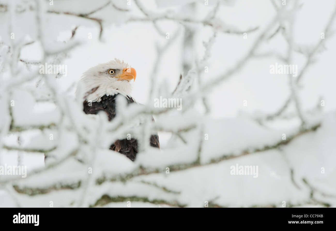 Winter portrait of Bald Eagle Stock Photo - Alamy