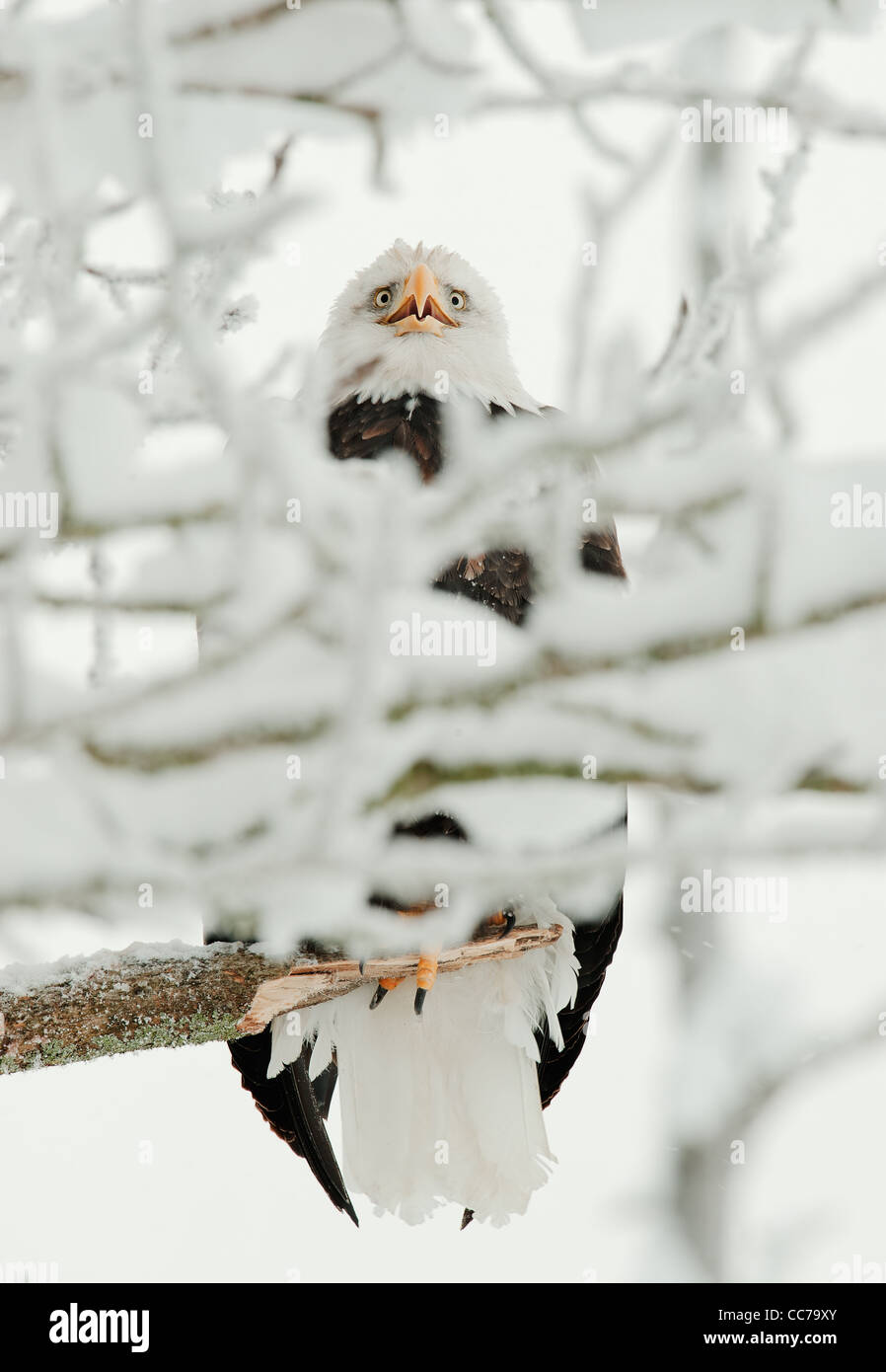Winter portrait of Bald Eagle Stock Photo - Alamy