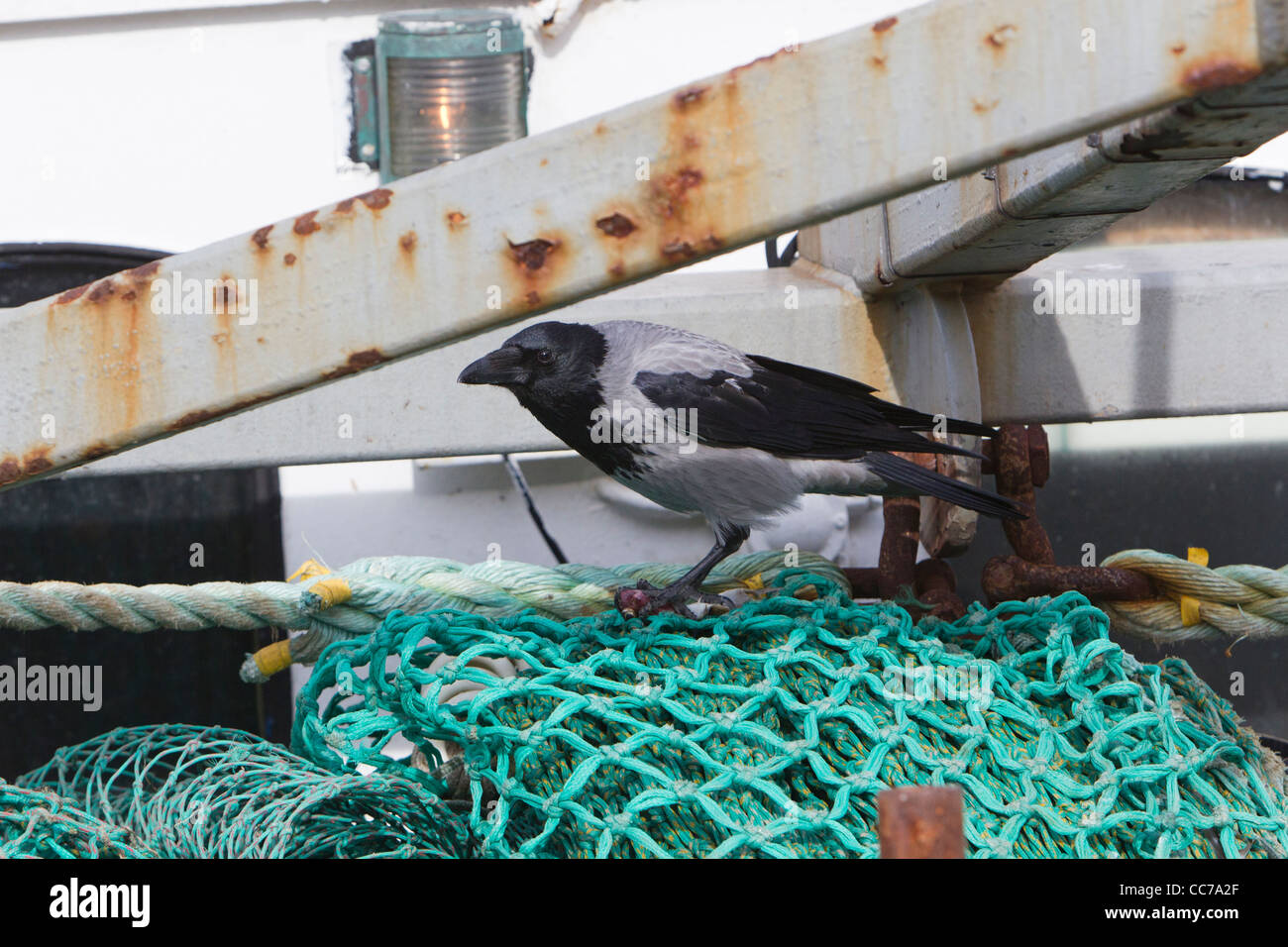 Hooded Crow (Corvus corone cornix), Searching for Food in Fishing Net ...