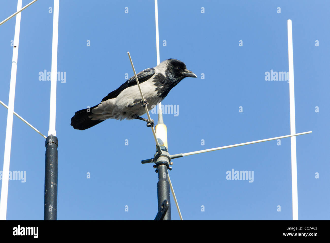 Percherd bird hi-res stock photography and images - Alamy