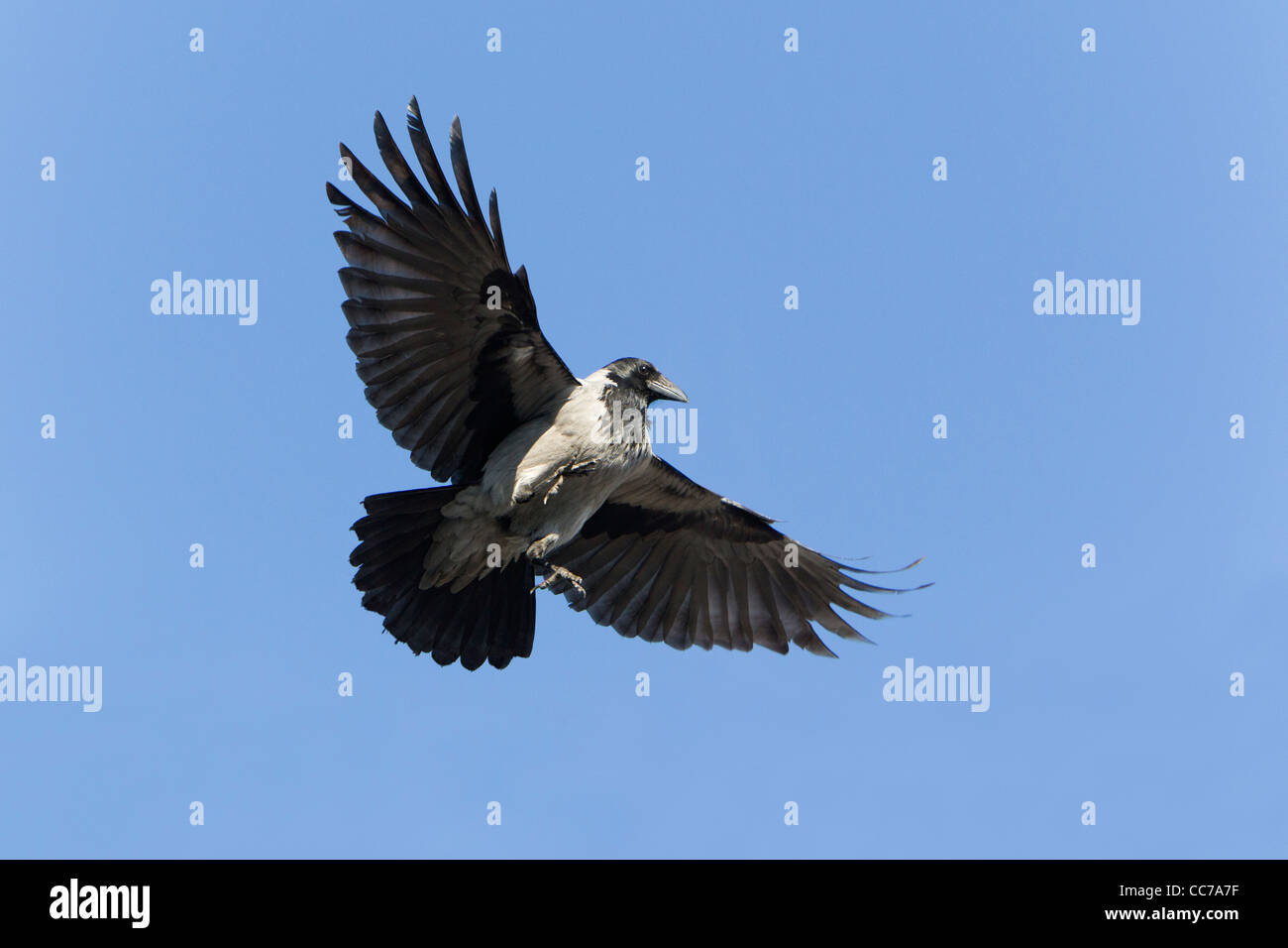 Hooded Crow (Corvus corone cornix), In Flight, Sjaelland, Gillelje ...