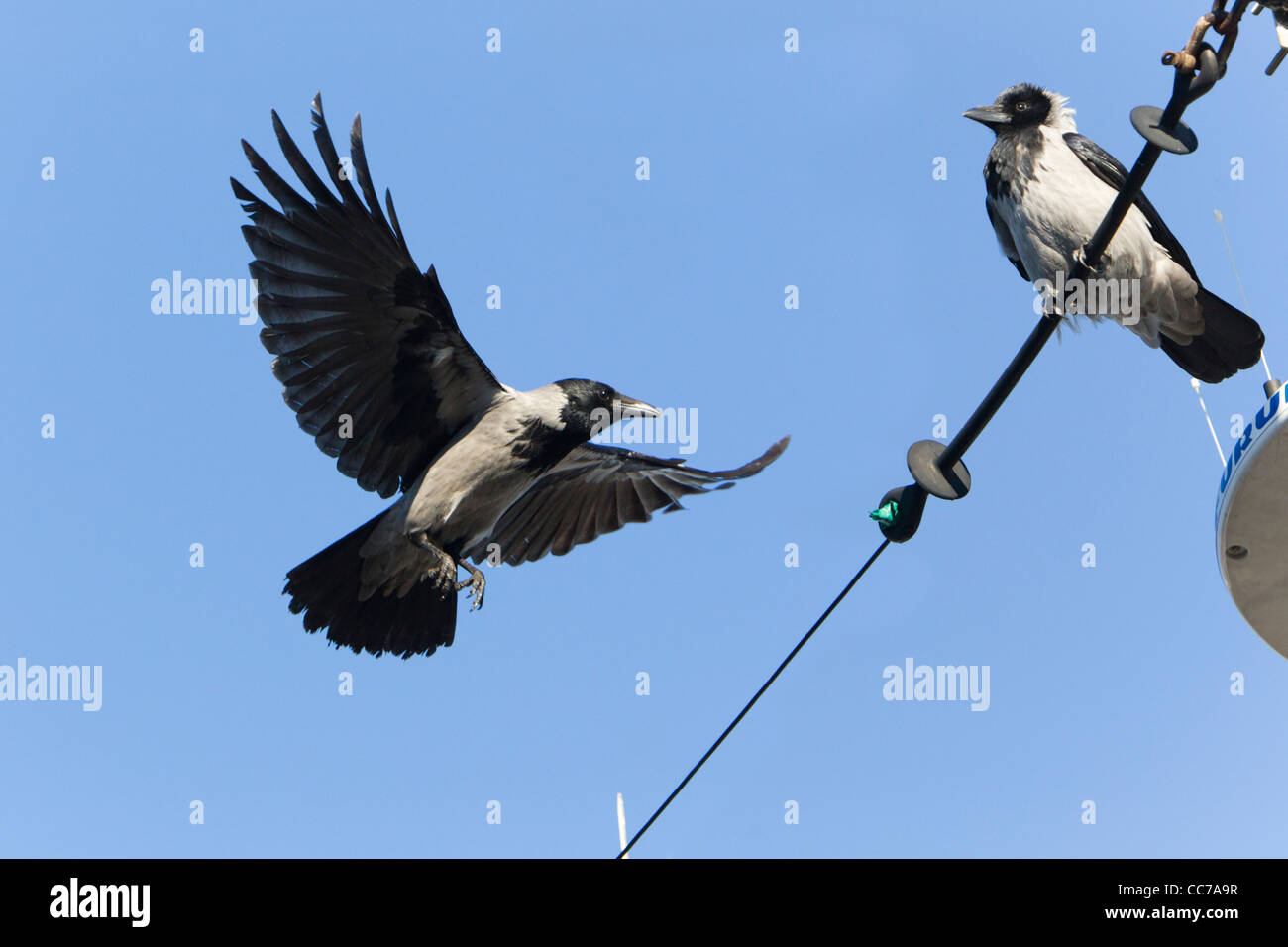 Crow landing hi-res stock photography and images - Alamy
