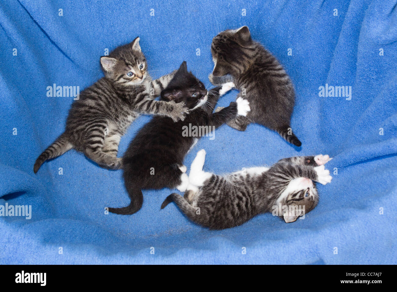 Four Cat Kittens Basket High Resolution Stock Photography and Images ...