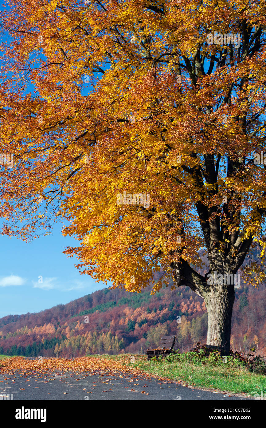 Common Lime Tree (Tilia europaea), in Autumn Colour, Hessen, Germany ...