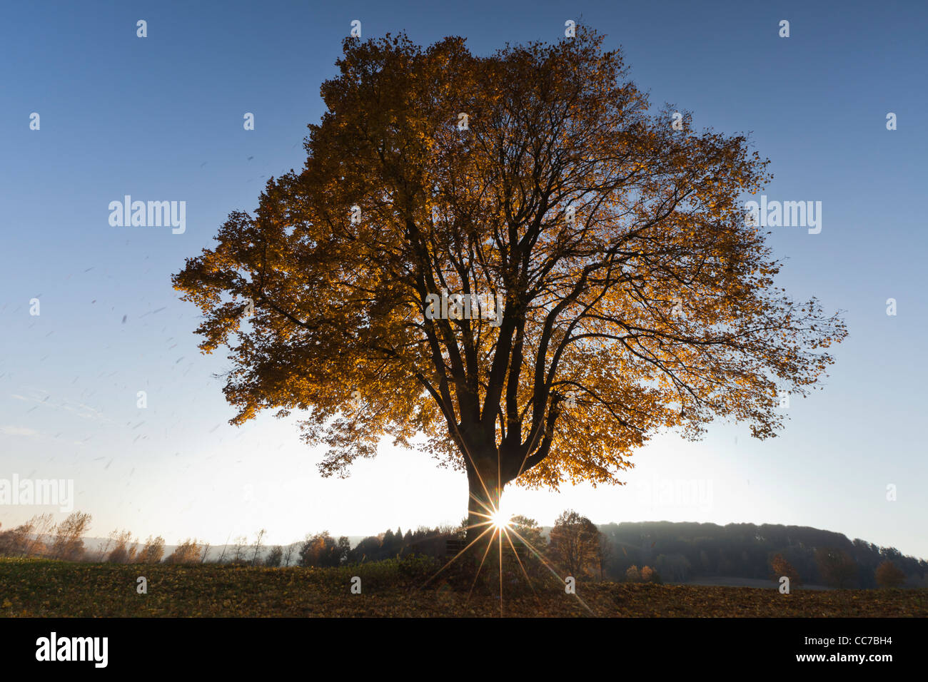 Lime tree silhouette hi-res stock photography and images - Alamy