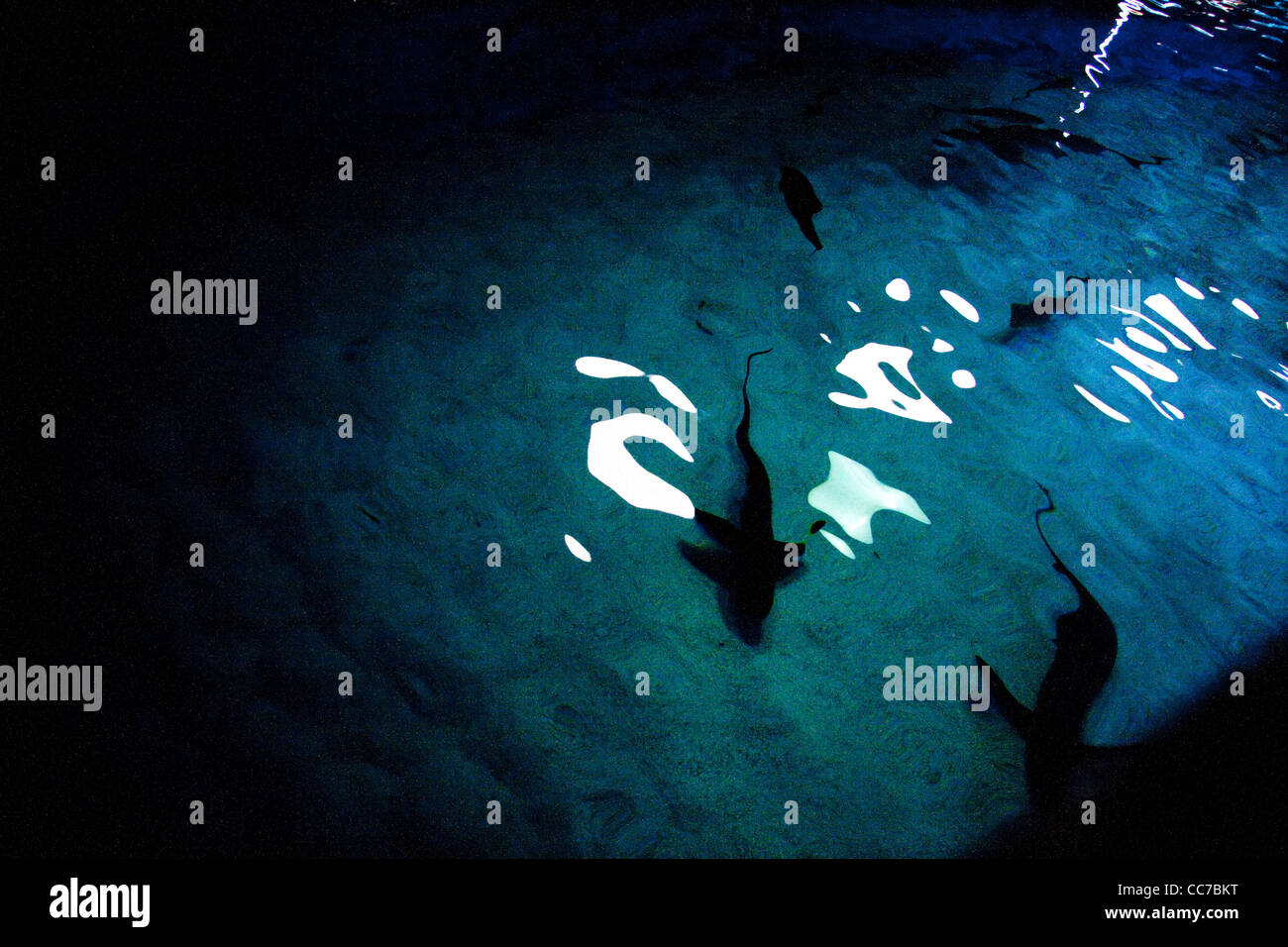 Shark pool hi-res stock photography and images - Alamy