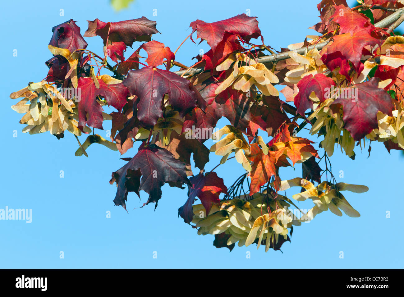 Winged seeds hi-res stock photography and images - Alamy