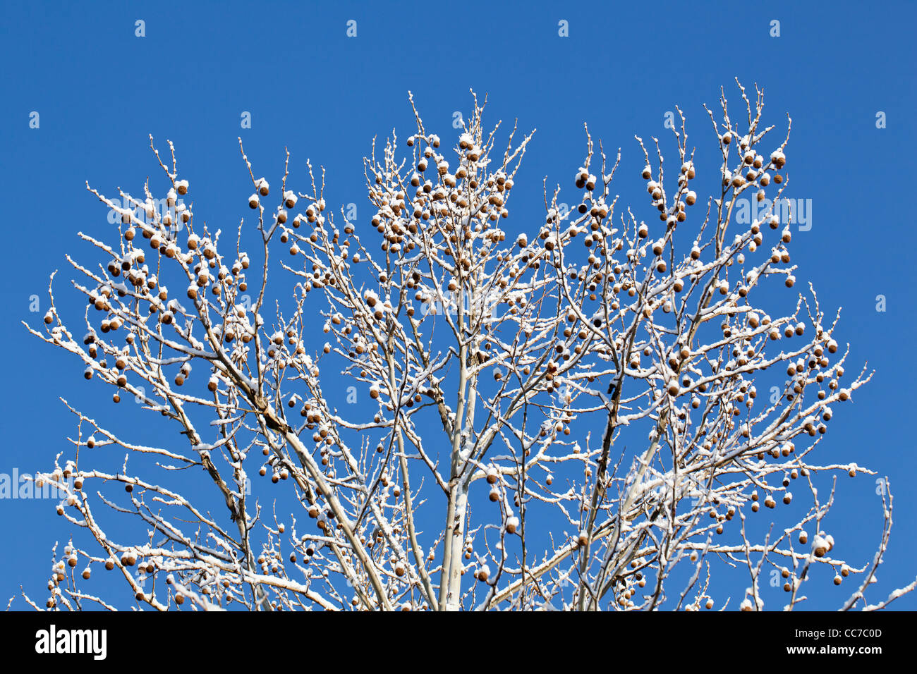 Snow covered branches of large tree with fruit or nuts against a blue ...