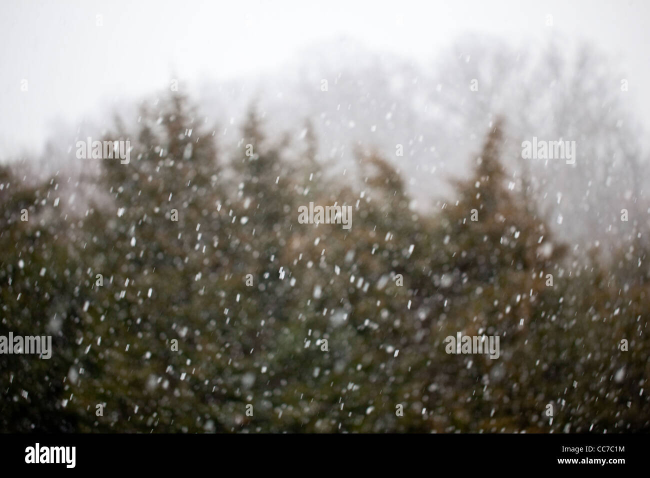 Falling snow flakes caught in the camera as a blizzard covers fir trees ...